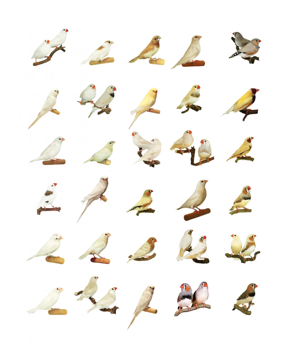 Meyer Riegger | Come together